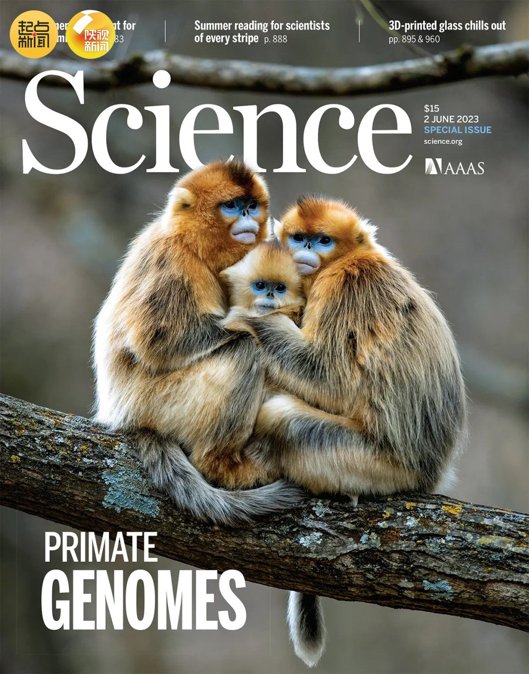 秦岭金丝猴登上《科学》Science封面！西北大学金丝猴研究团队最新研究成果揭开灵长类社会演化之谜 -- 起点新闻客户端